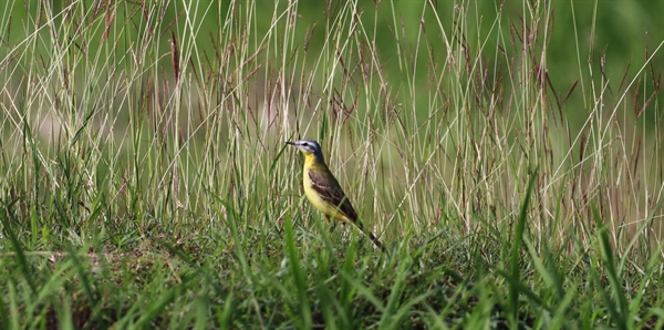 Asian Waterbird Census 2023: Andhra Pradesh & Telangana > Wildlife ...