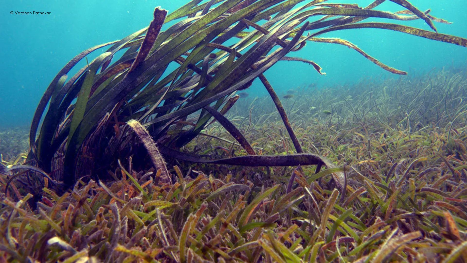 Gentle Giants of the Sea: Dr. Elrika D'Souza Dives Deep into Dugong ...