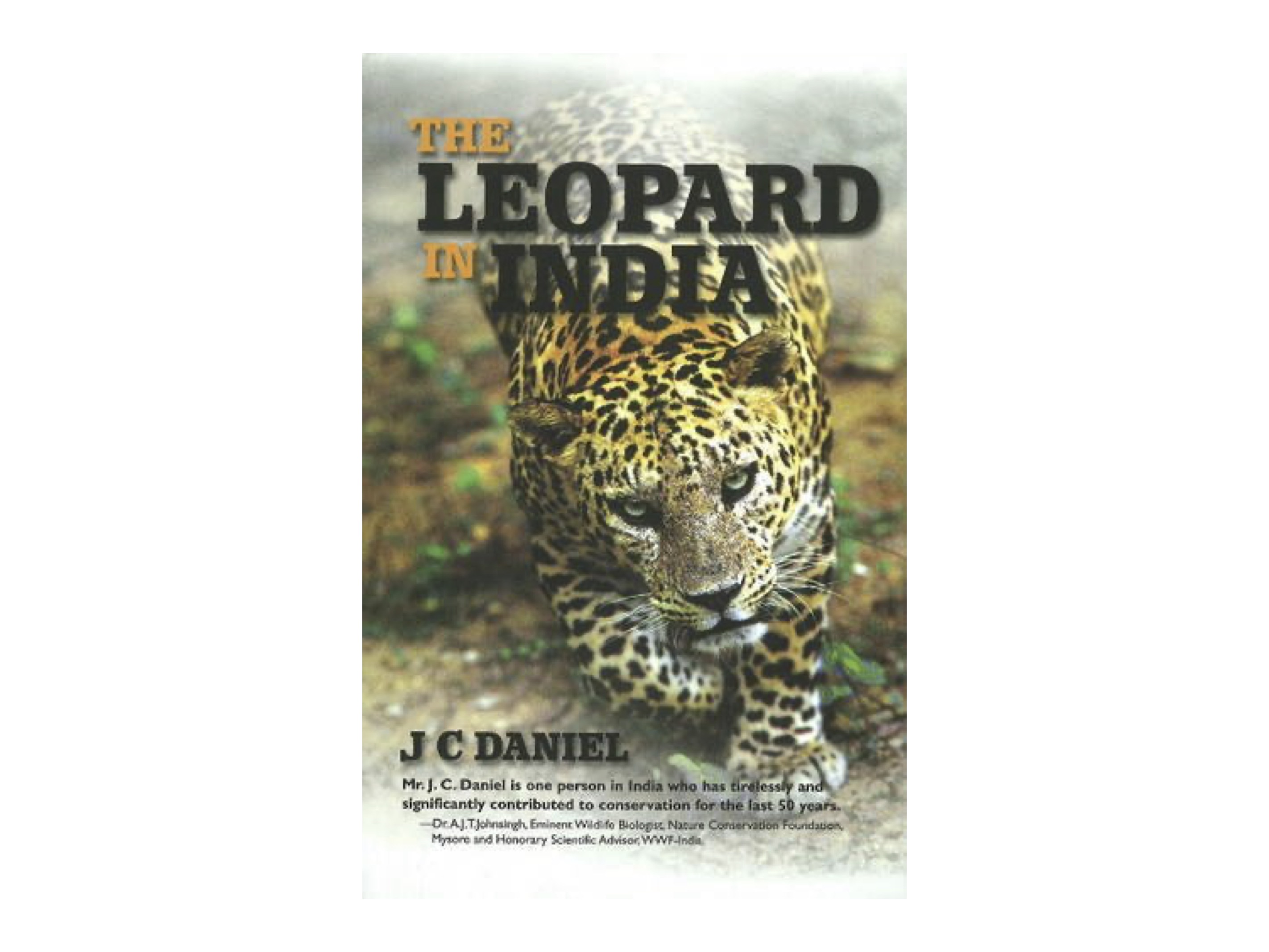 Jivan, a 6-year old male leopard radio-collared in Mumbai > Wildlife ...