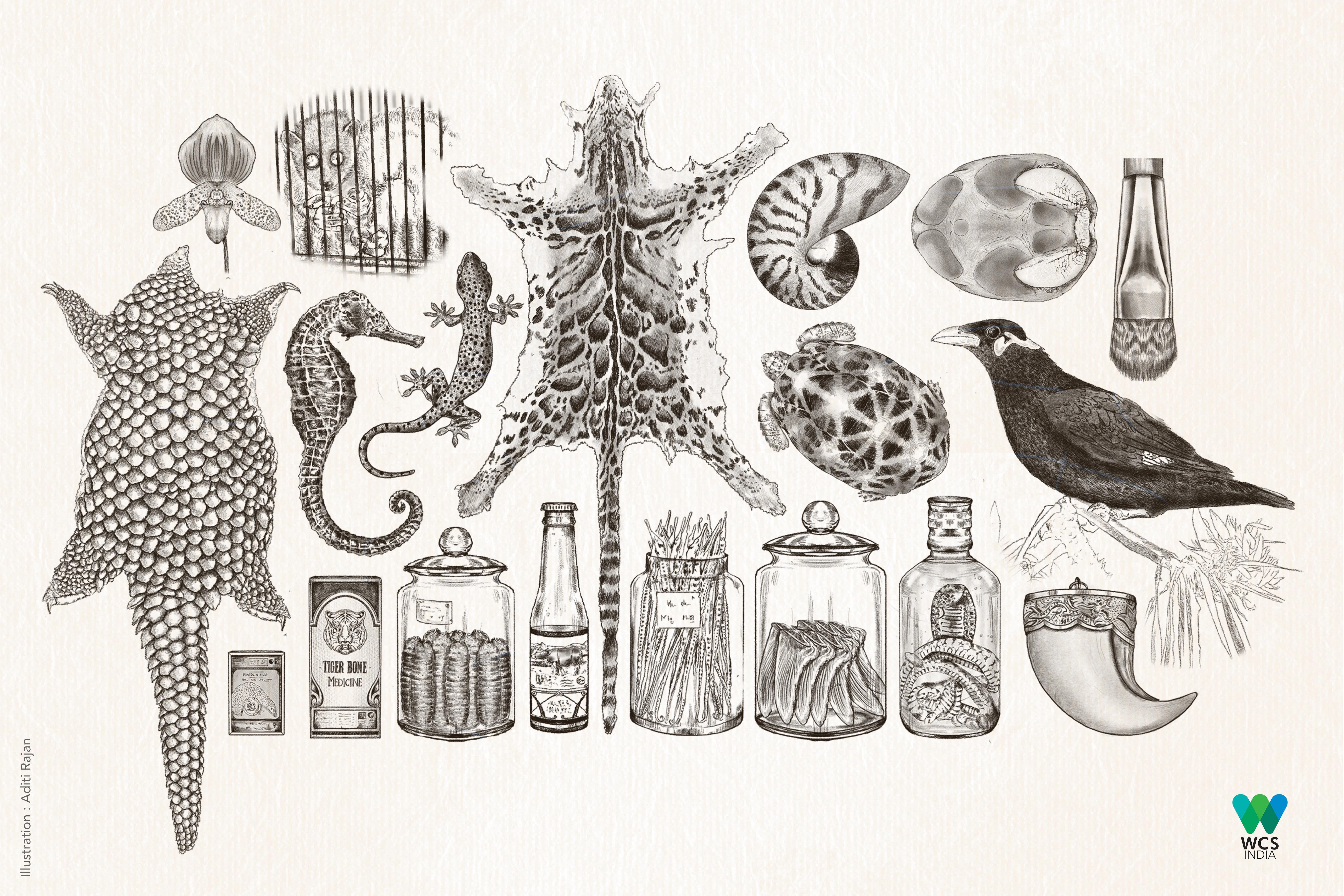 Media-Reported Wildlife Poaching and Illegal Trade in India: 2020 ...