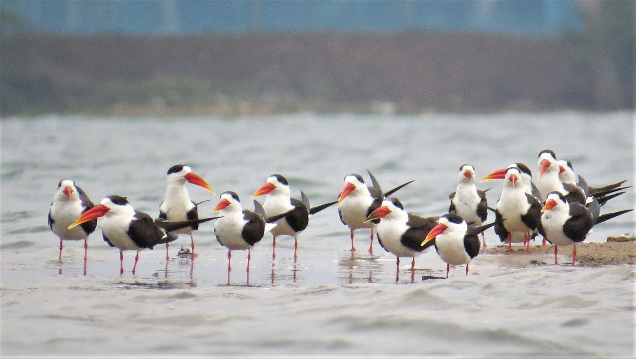 Avifaunal diversity along the riverine habitats of Papikonda National ...