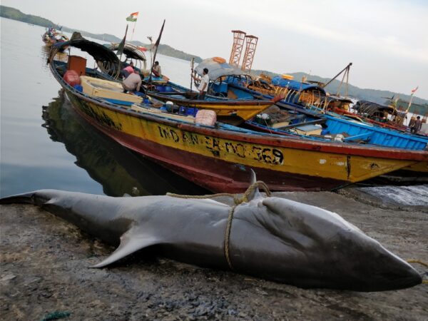 Ground Realities of Shark Fisheries in India > Wildlife Conservation ...