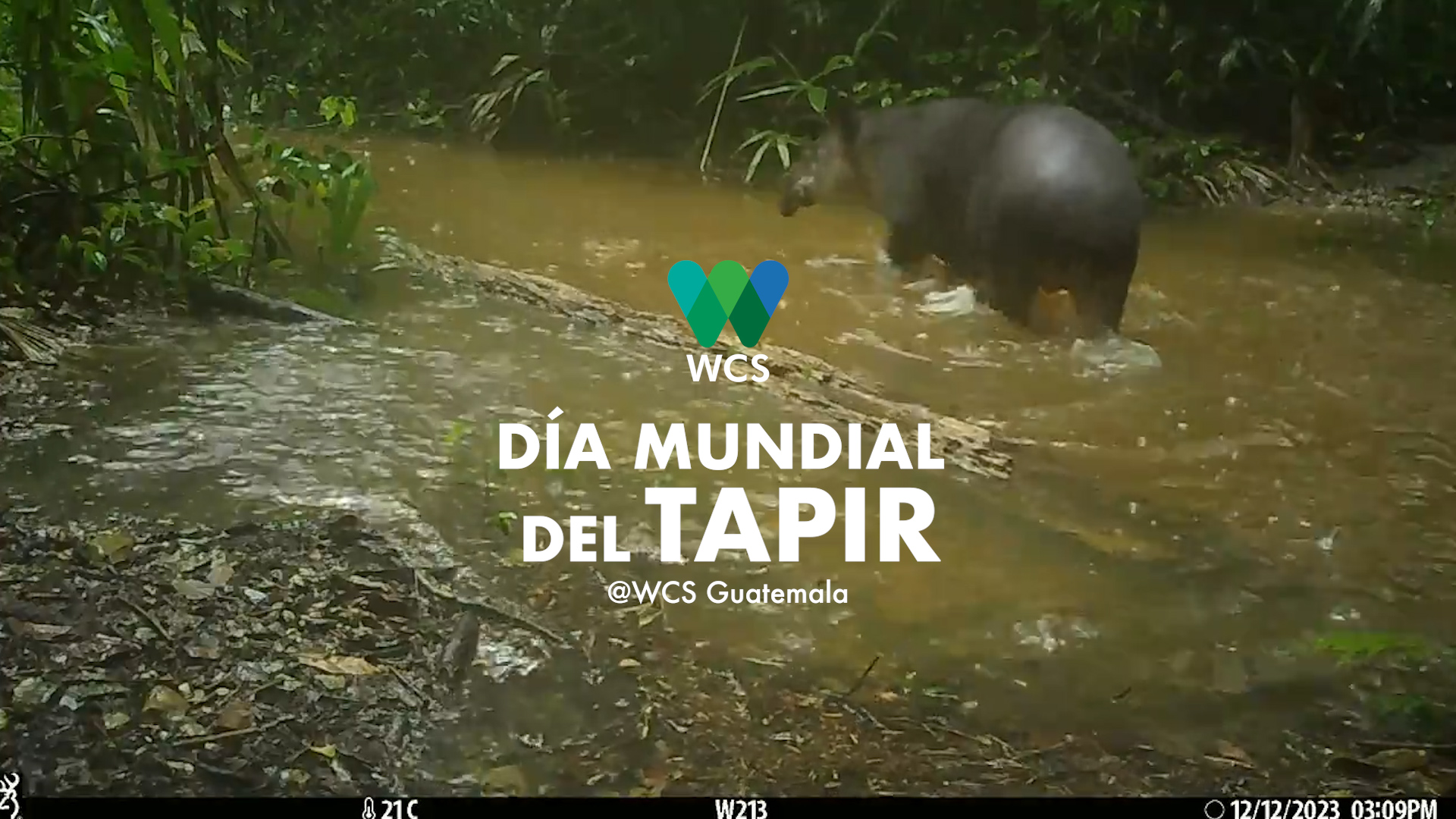 Día mundial del tapir: El jardinero de la selva > Los 5 Grandes Bosques