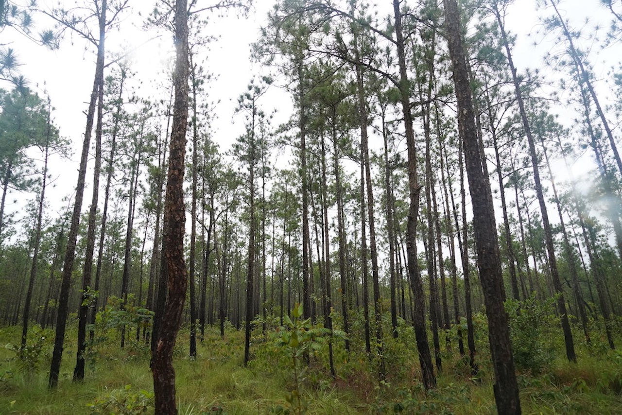 Patrullajes y defensa del territorio en la Moskitia > Los 5 Grandes Bosques