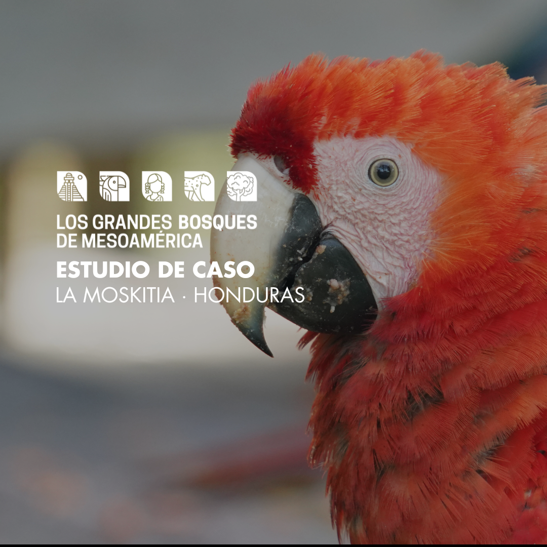 Comunidades capacitadas, bosques protegidos. La Moskitia, el bosque más ...