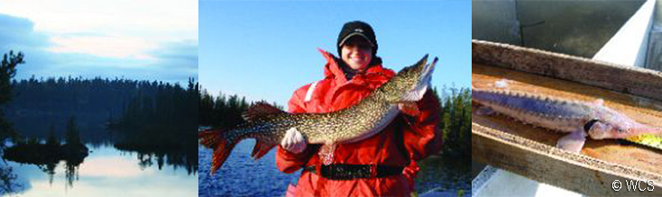 Boreal Freshwater Fish