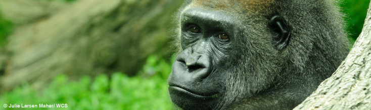 Western Lowland Gorilla