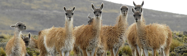 NSIP > Wildlife > Global Priority Species > Guanaco