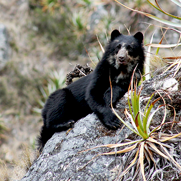 Home [programs.wcs.org]