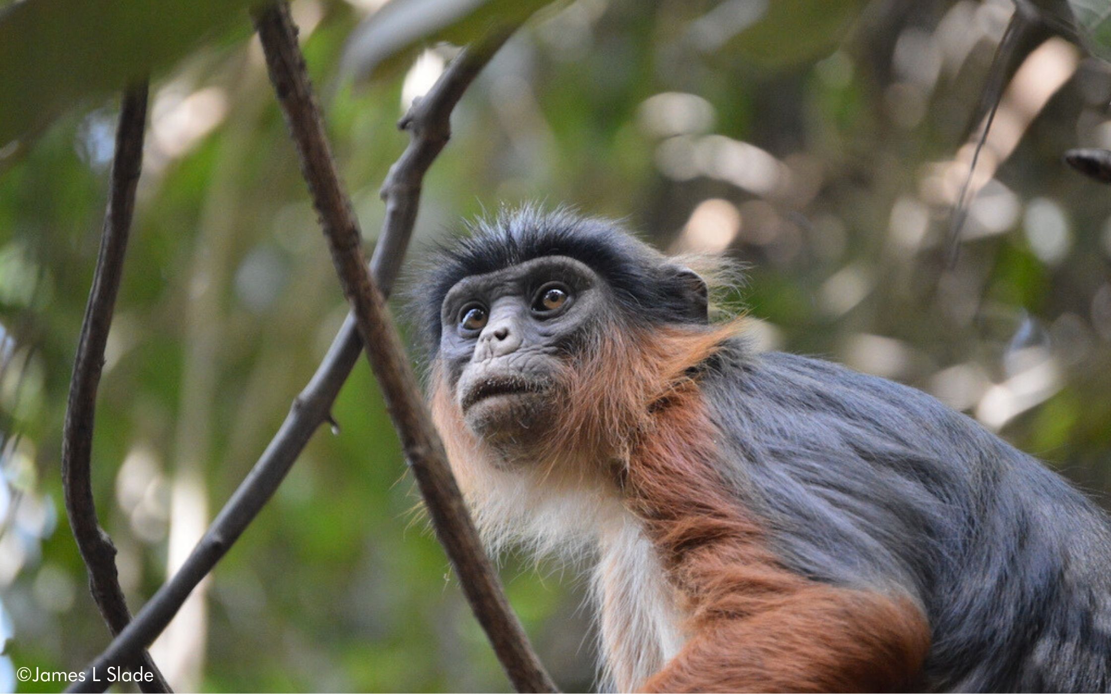 Un grupo poco conocido de monos podría ayudar a salvar los bosques ...