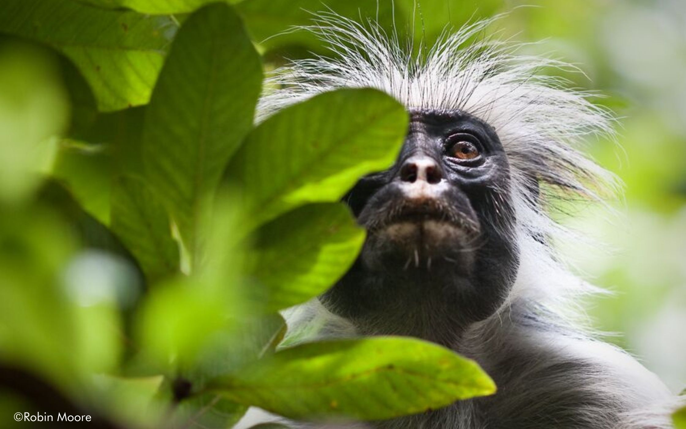 Un grupo poco conocido de monos podría ayudar a salvar los bosques ...