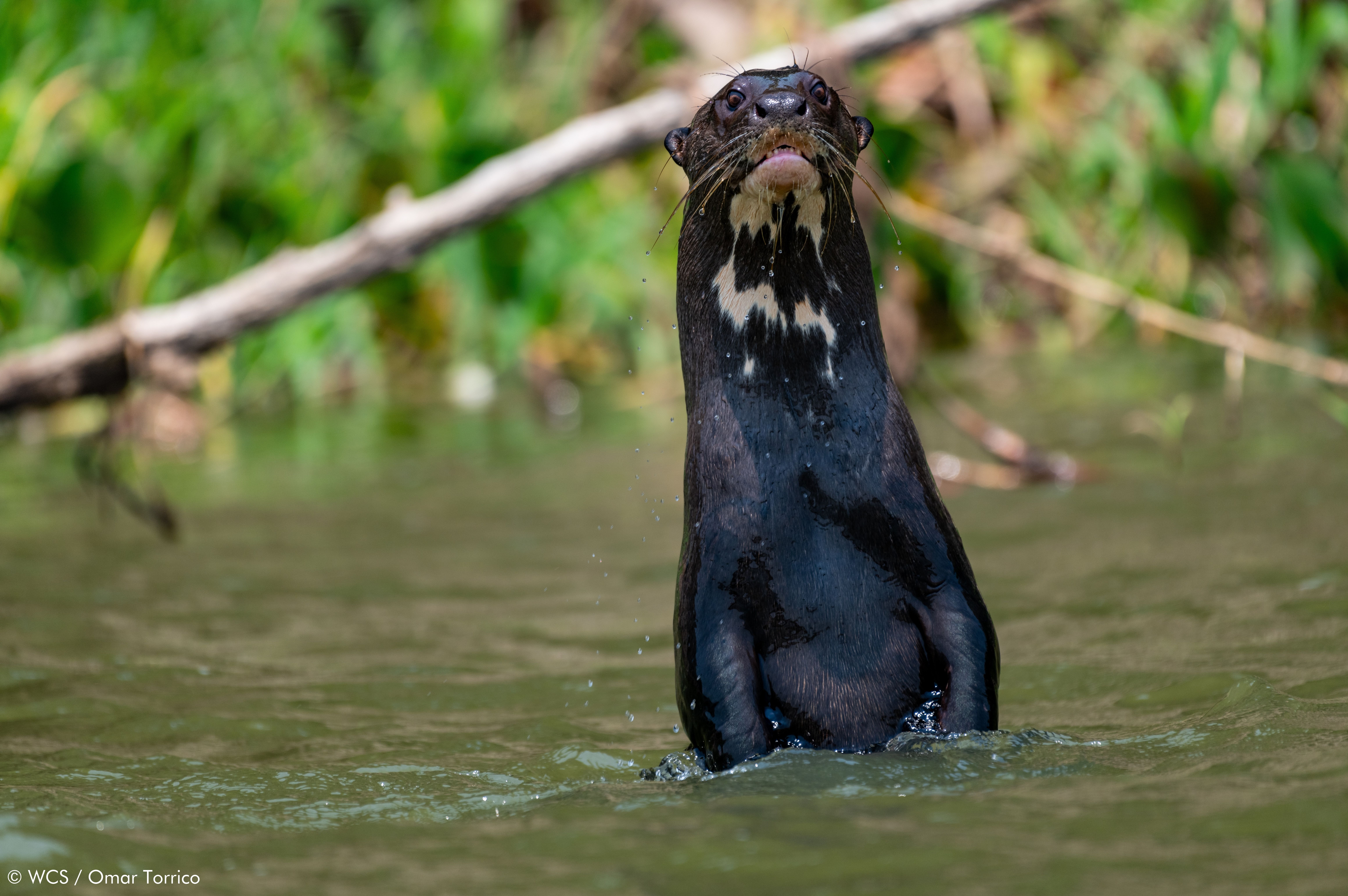 #CoP15 CMS | WCS apoya protección urgente para la nutria gigante en ...
