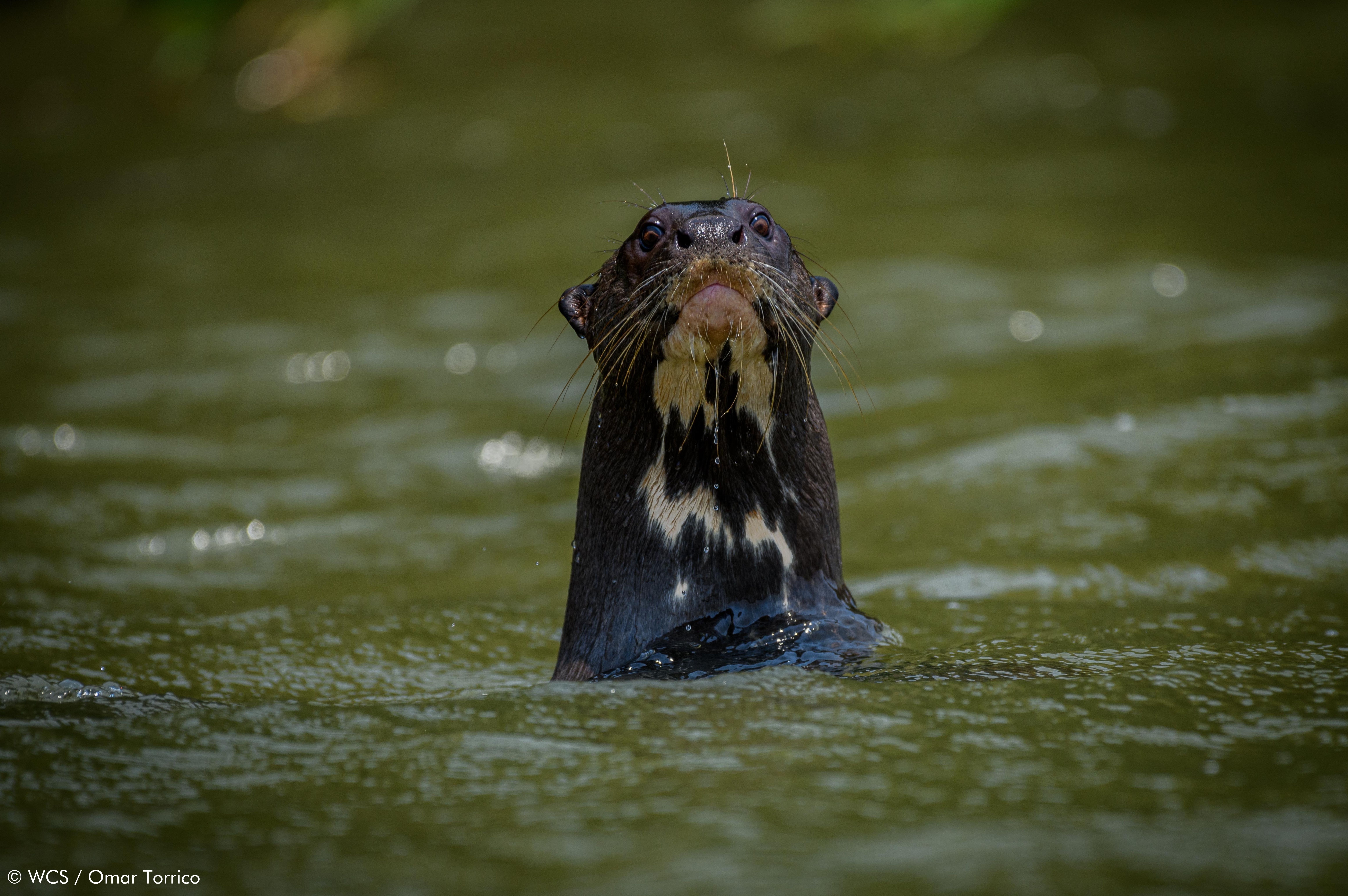 #CoP15 CMS | WCS apoya protección urgente para la nutria gigante en ...