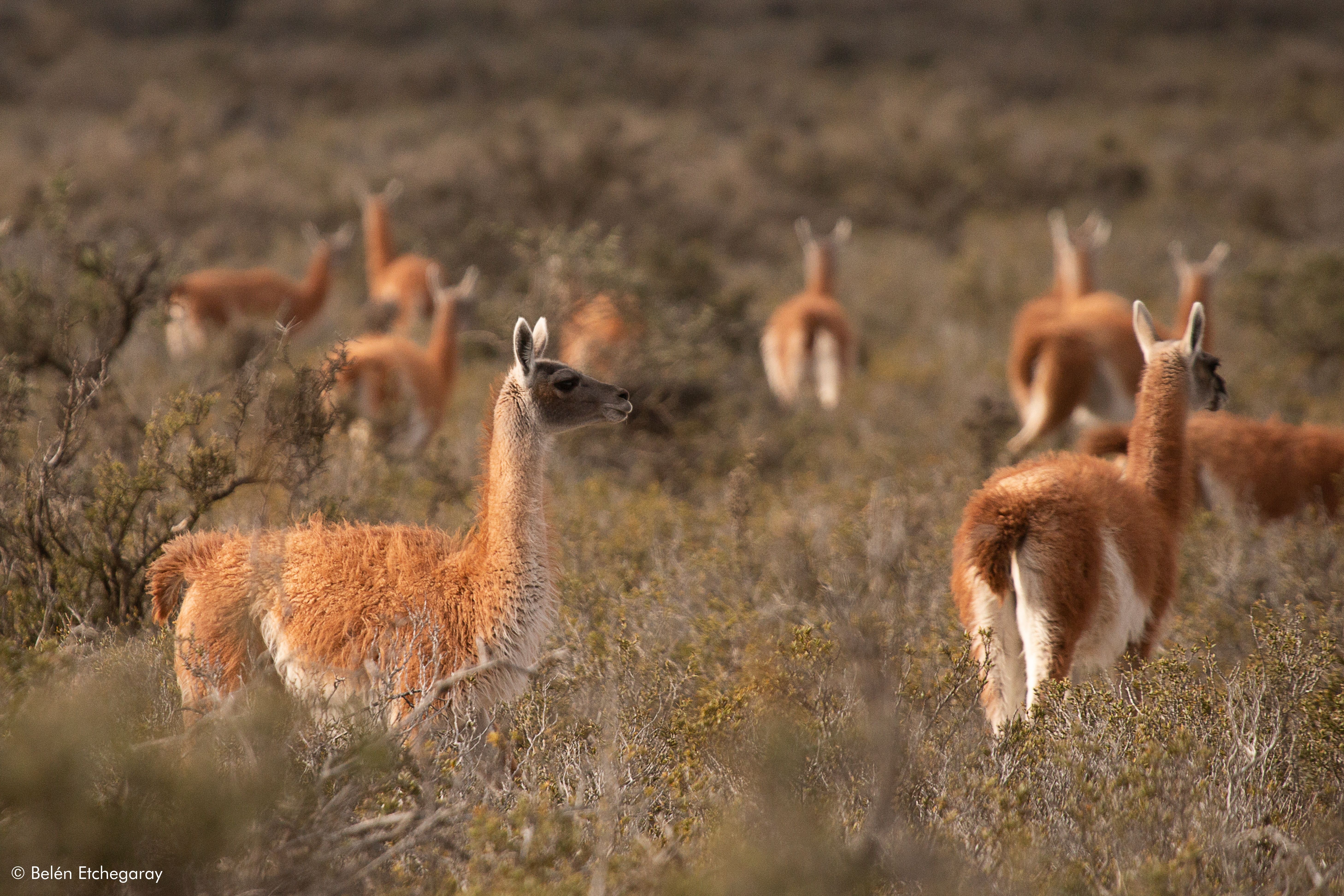 El Día Internacional del Guanaco se celebra por primera vez > WCS Ecuador