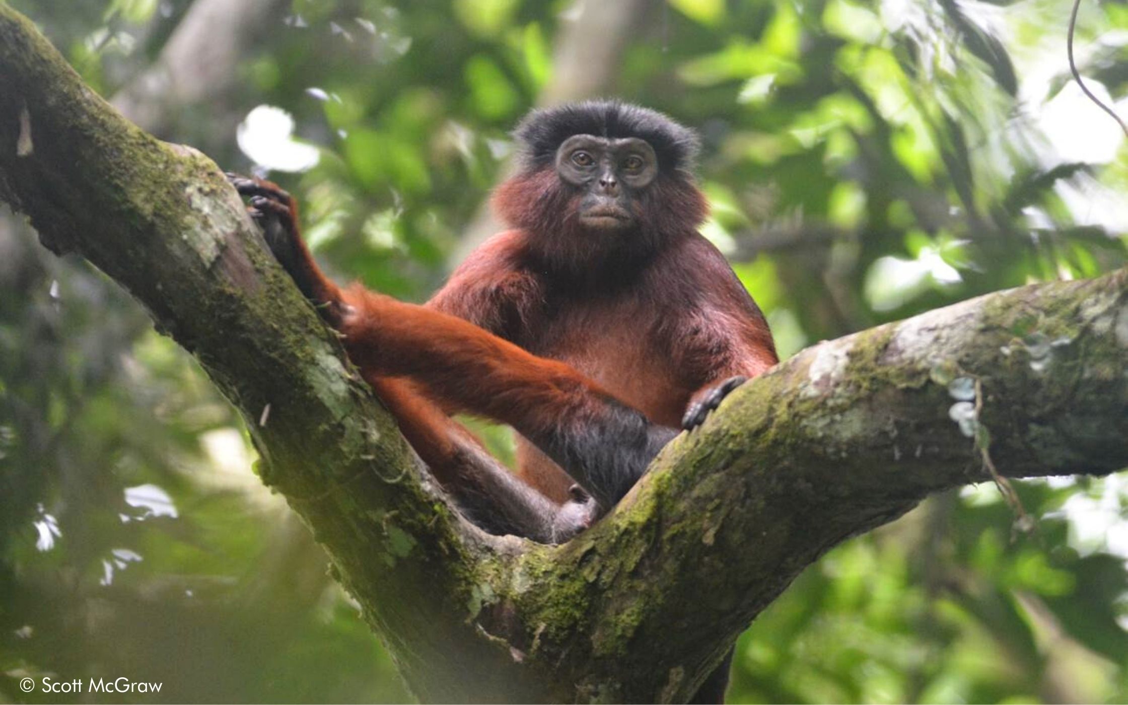 Un grupo poco conocido de monos podría ayudar a salvar los bosques ...