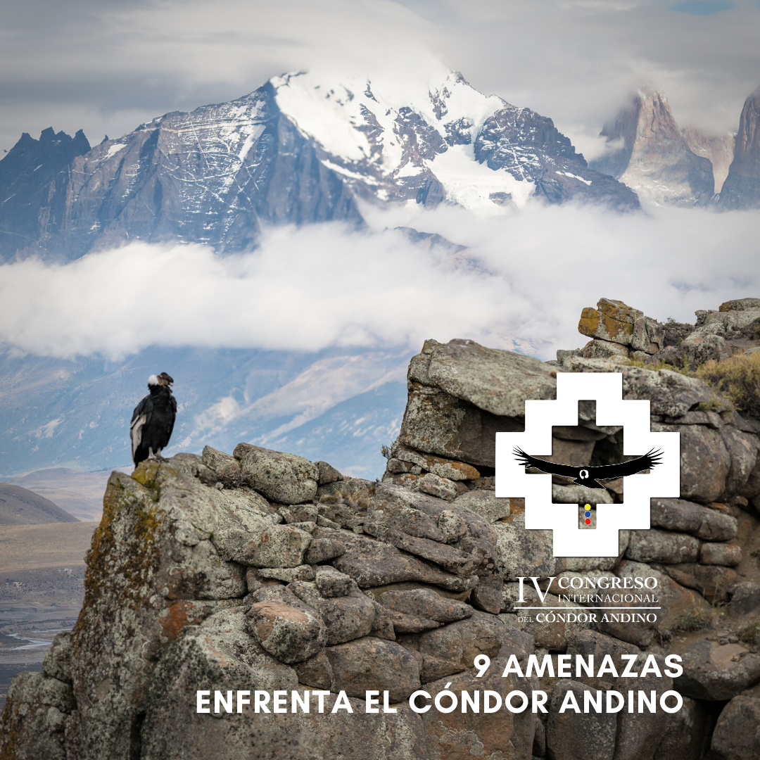 Nueve amenazas enfrenta el cóndor andino, el Rey de los Andes > WCS Ecuador