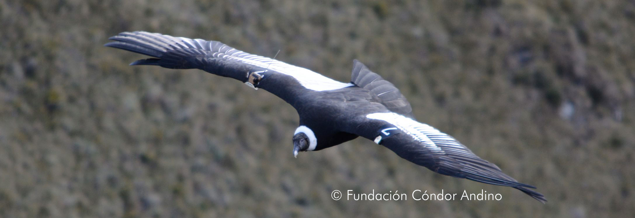 Segundo censo nacional del cóndor andino en Ecuador > WCS Ecuador