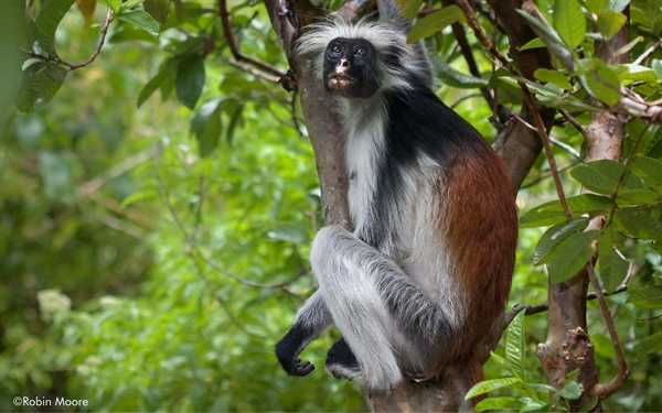 Un grupo poco conocido de monos podría ayudar a salvar los bosques ...