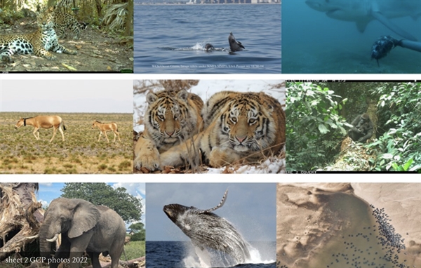 Wildlife Conservation Society anuncia sus imágenes favoritas de 2022 ...