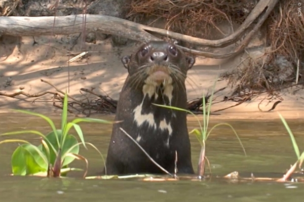 Especialistas de Sudamérica identifican áreas prioritarias para la ...