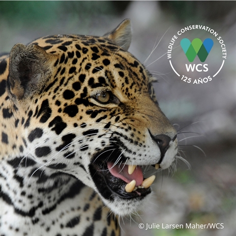 CITES CoP19 | WCS y sus investigaciones sobre el comercio en línea de ...