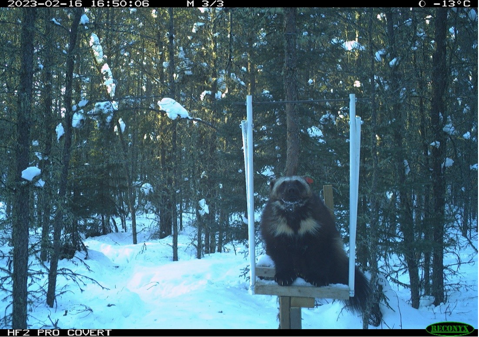 Wolverines